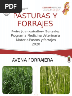 Ficha Técnica Del Pasto Imperial (Axonopus Scoparius, Hitchc) | PDF ...