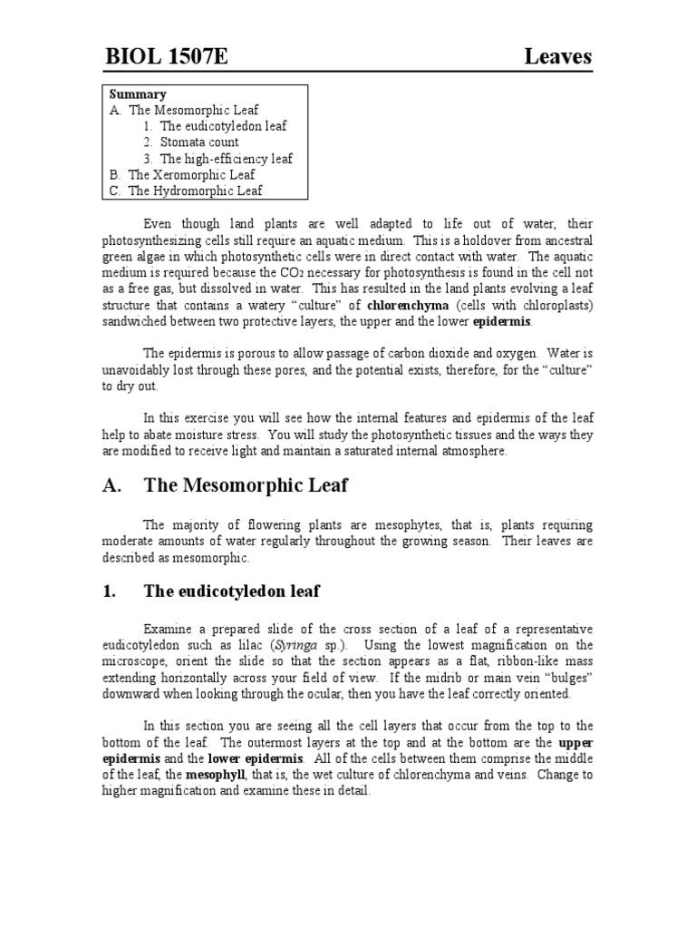 Leaves | PDF | Stoma | Leaf