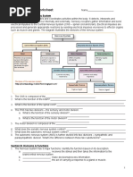 Endocrine System Worksheet and Riddles | PDF | Endocrine System ...