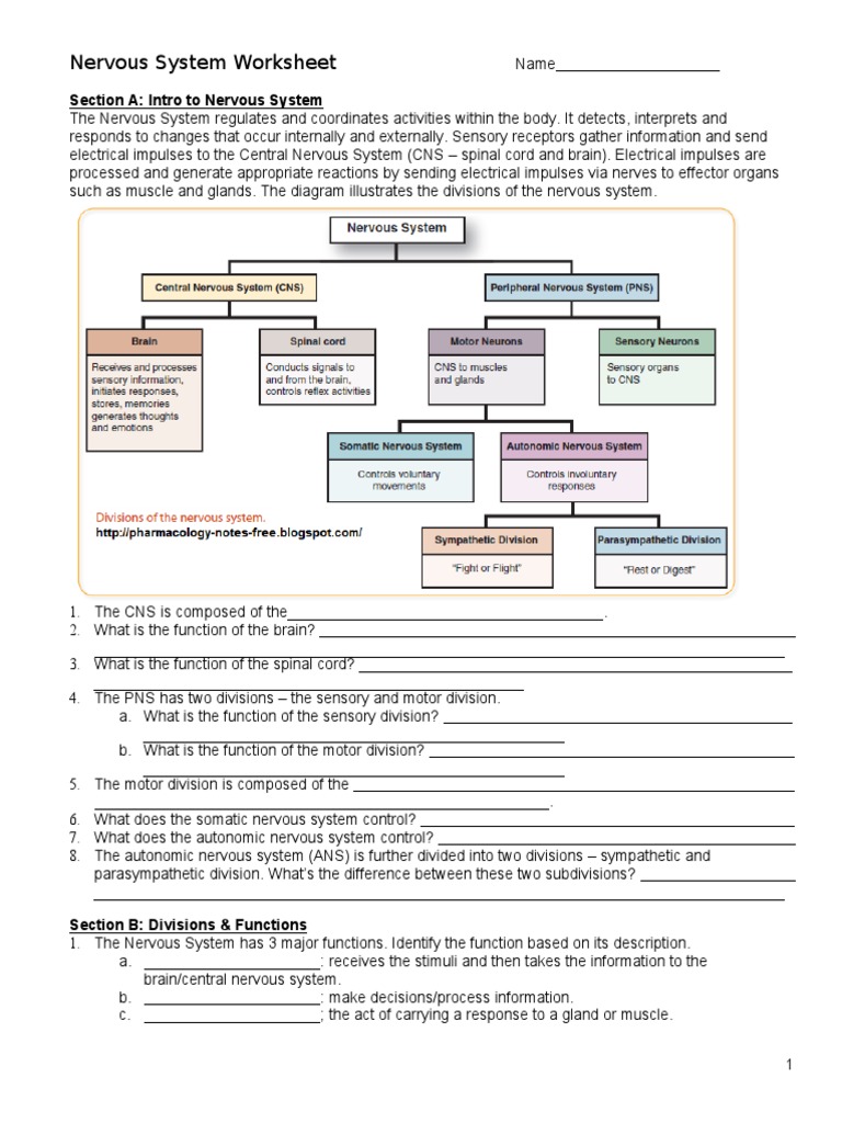 Nervous System Worksheet | PDF | Motor Neuron | Nervous System