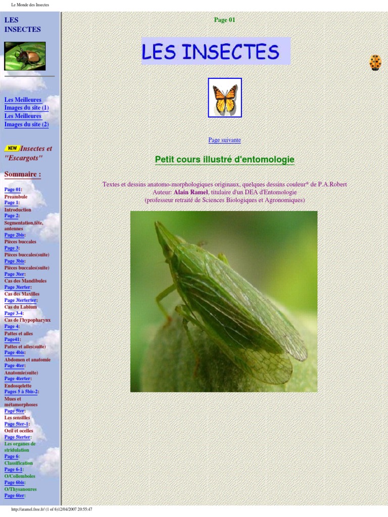 Le Monde des Insectes: Guide Complet | PDF | Papillon | Insectes