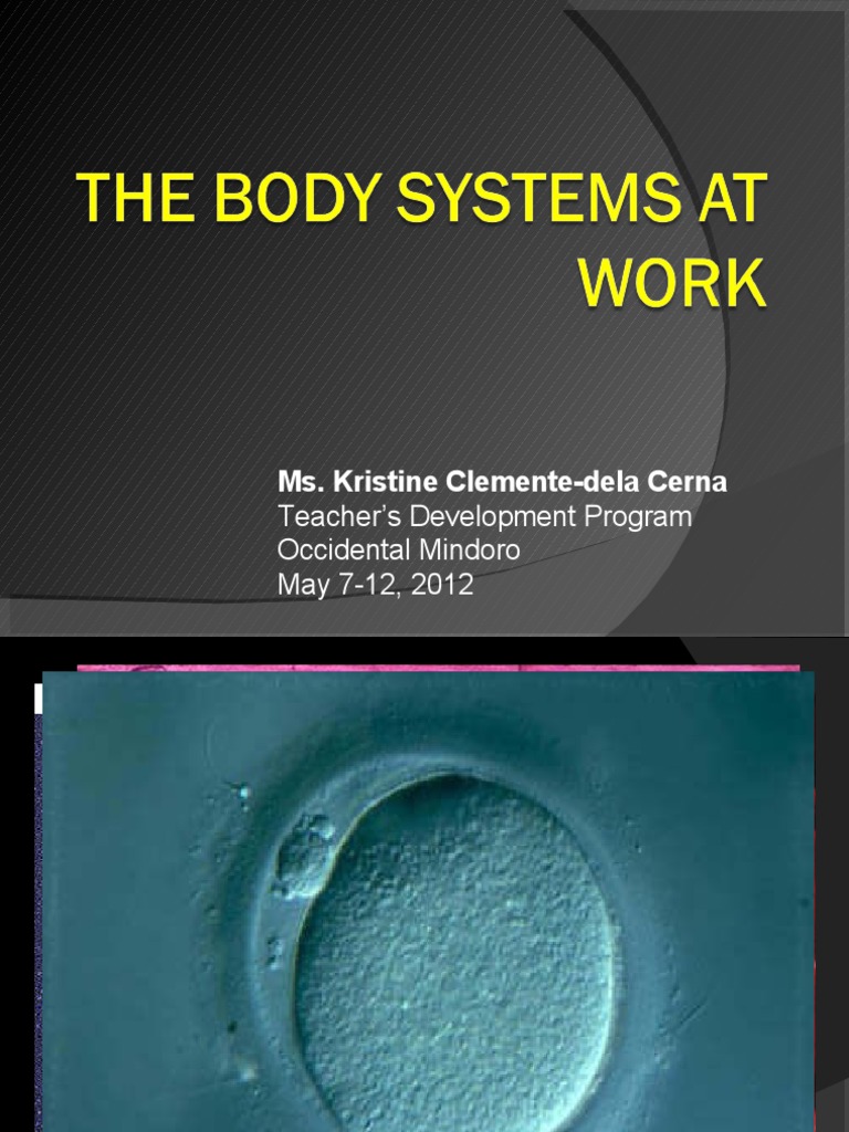 Human Body Plan | PDF | Skeleton | Bone