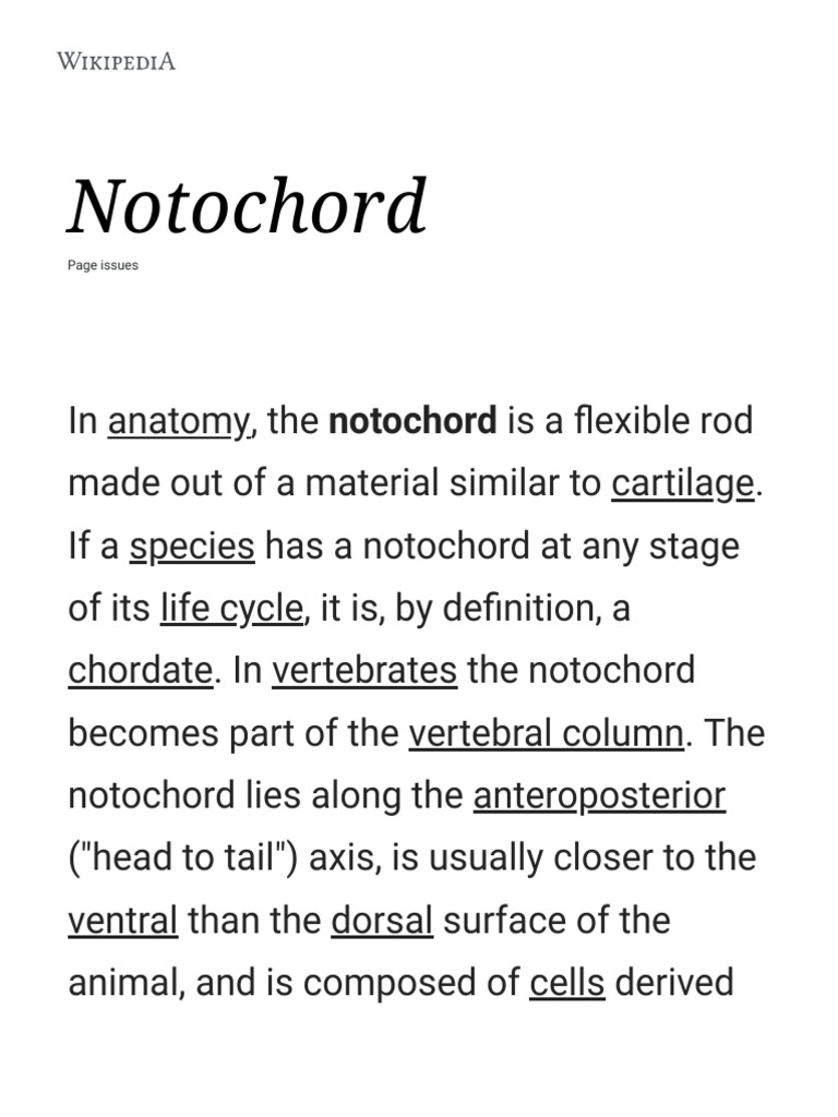 Notochord