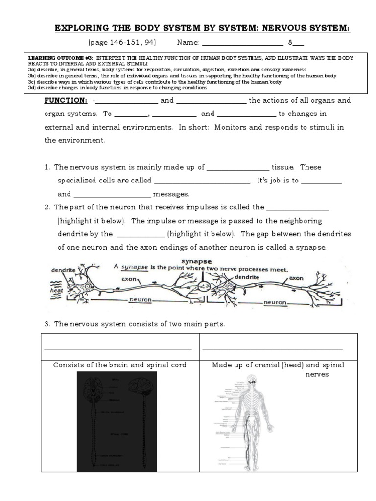 Nervous System Worksheet | PDF | Nervous System | Central Nervous System