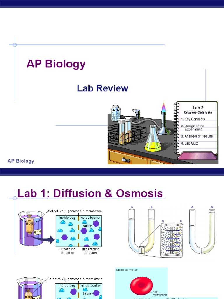 AP Biology Lab Review: Key Concepts | PDF | Meiosis | Mitosis