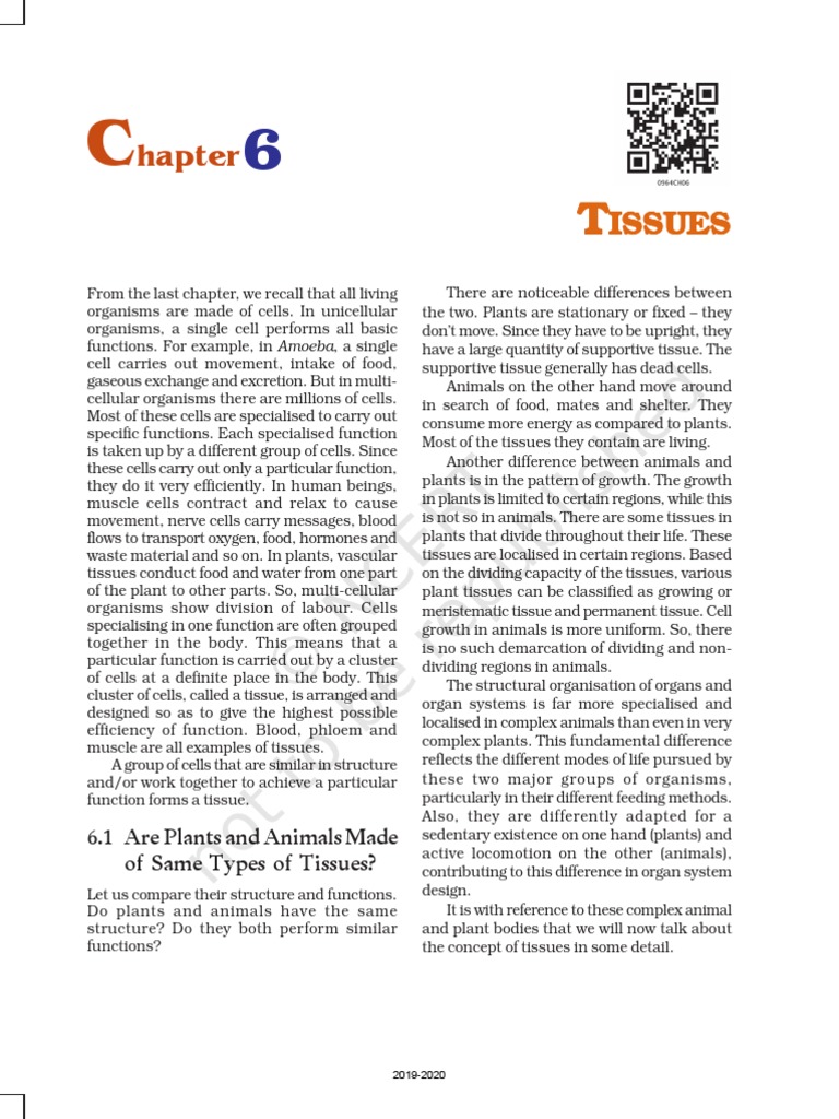 Science - Tissue-Lesson Plan PDF | PDF | Epithelium | Tissue (Biology)