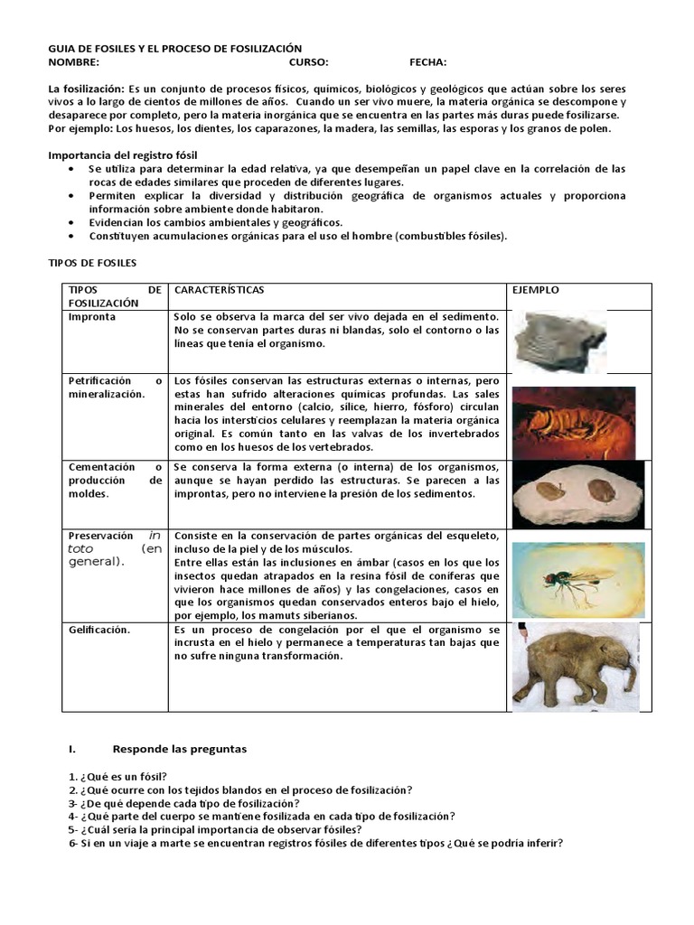 Tipos y procesos de fosilización | PDF | Fósil | Organismos