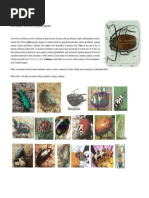 Principales Ordenes de Los Insectos | PDF | Insectos | Mosca