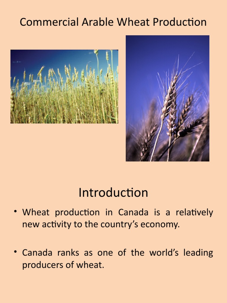Commercial Arable Wheat Production | PDF | Wheat | Cereals
