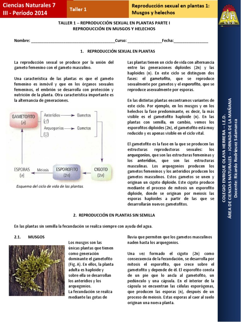 Ciclo De Vida Del Musgo Haploide Diploide