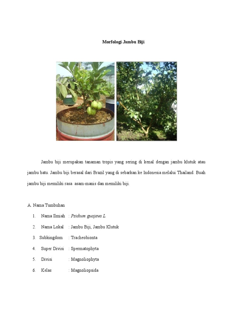 Morfologi - Jambu - Biji - Lengkap (Repaired) | PDF