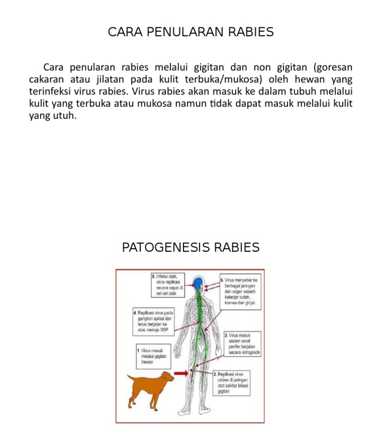 Patomekanisme & Cara Penularan Rabies | PDF