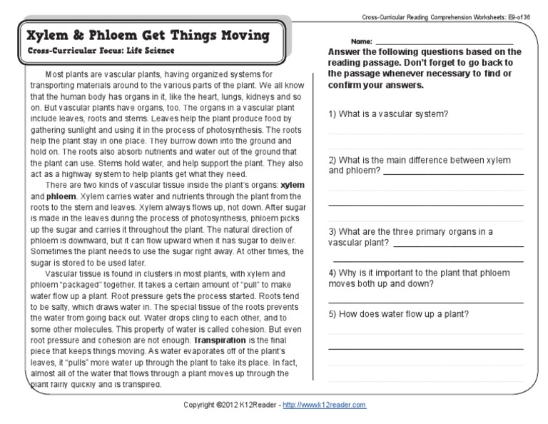 Widmael Alcenat - Xylem and Phloem Worksheet | PDF | Root | Plant Stem