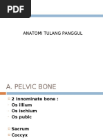 Anatomi Panggul | PDF | Pelvis | Musculoskeletal System