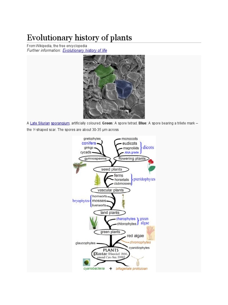 Evolutionary History of Plants: Further Information | PDF | Leaf | Plants
