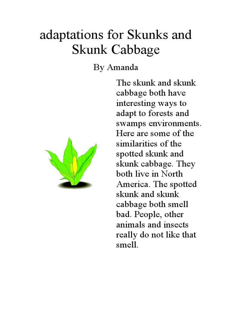 Adaptations For Skunks and Skunk Cabbage | PDF | Flowers | Pollination