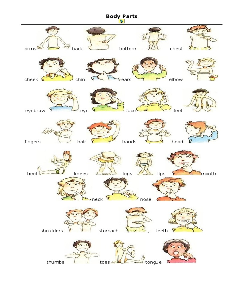 Arms Back Bottom Chest: Body Parts | PDF