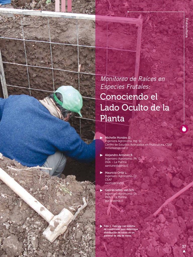 NR39172 | PDF | Raíz | Suelo