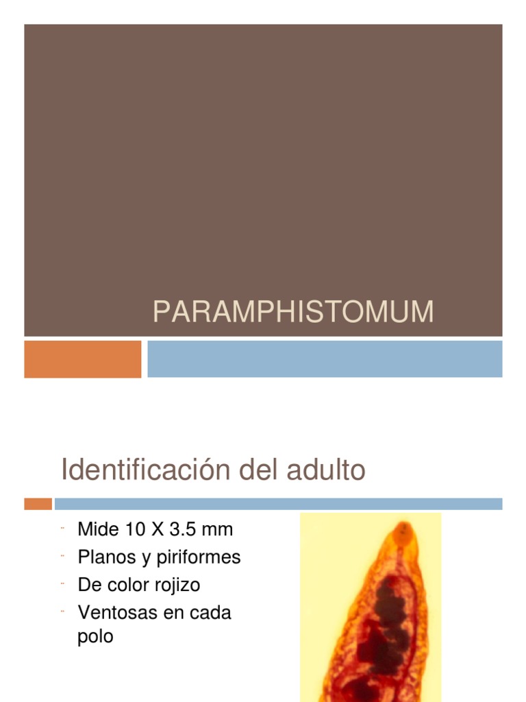 Paramphistomum: identificación, hospederos y ciclo biológico | PDF