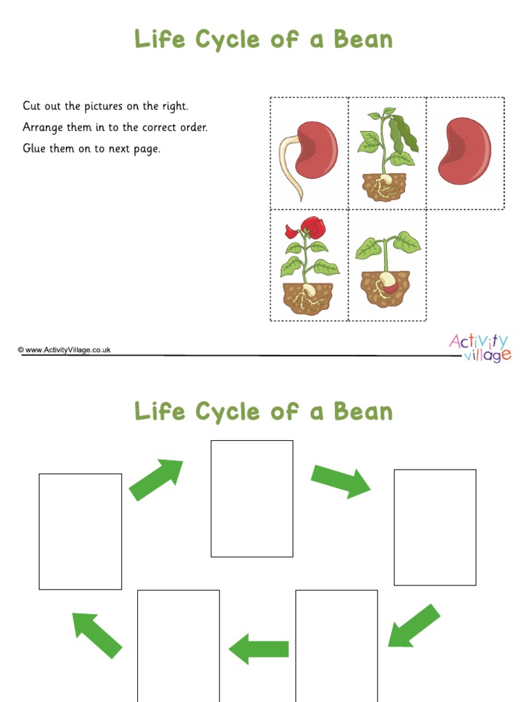 Bean Life Cycle Sequencing Worksheet Colour | PDF