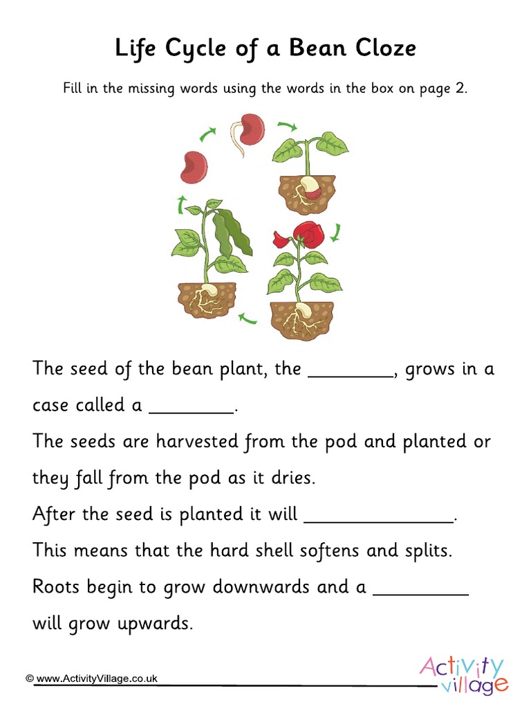 Life Cycle Of A Bean Plant Worksheet