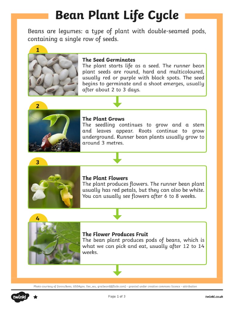 Bean Plant Life Cycle Comprehension Questions Tier 3 | PDF