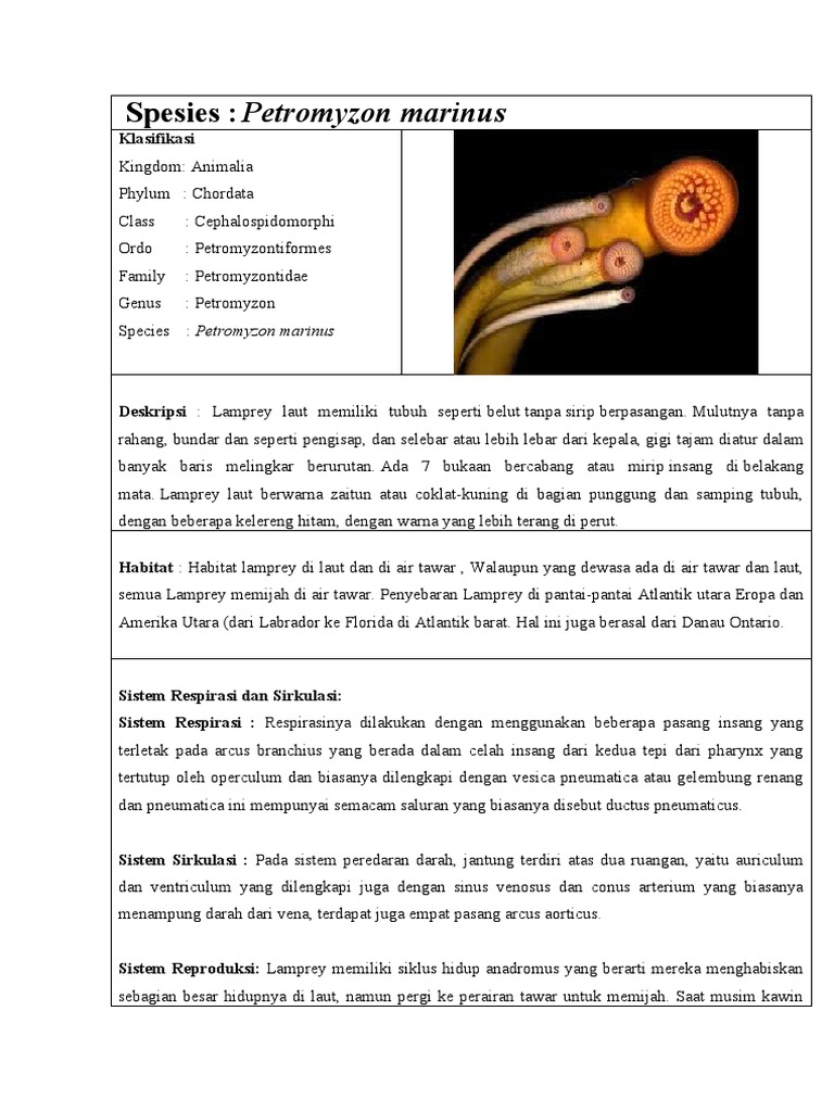 7.M. Syahrul Al Amin - Petromyzon Marinus | PDF