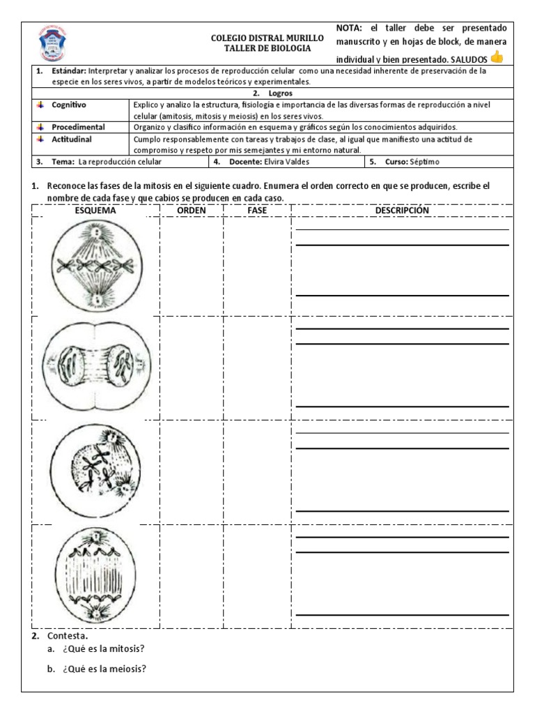 Hoja De Trabajo Sobre La Mitosis División Celular II | Biology