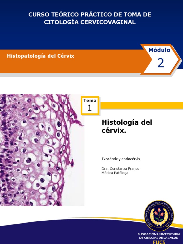 Histología del Cérvix: Exocérvix y Endocérvix | PDF | Cáncer | Anatomía