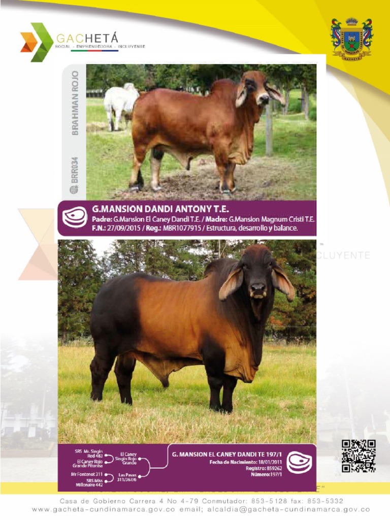 Toros | PDF | Mamíferos | Vacas