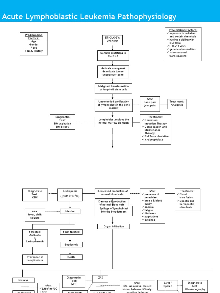 Acute Lymphoblastic Leukemia Pathophysiology: Precipitating Factors ...