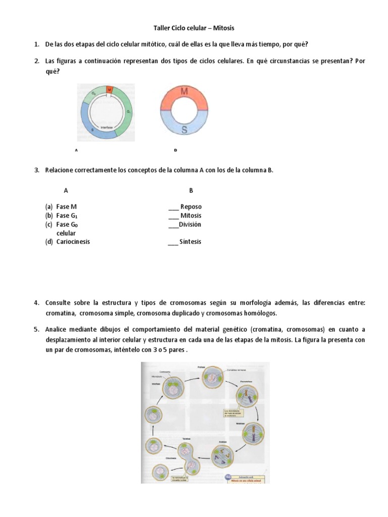 Taller Ciclo Celular-Mitosis 1830 PDF | PDF | Mitosis | Ciclo celular
