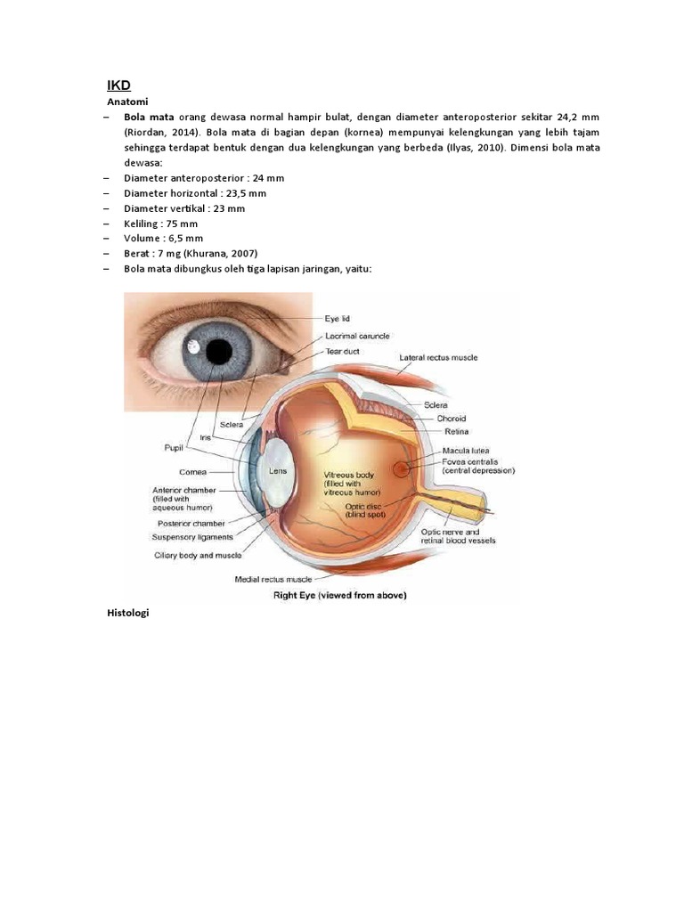 Anatomi, Histologi Bola Mata | PDF