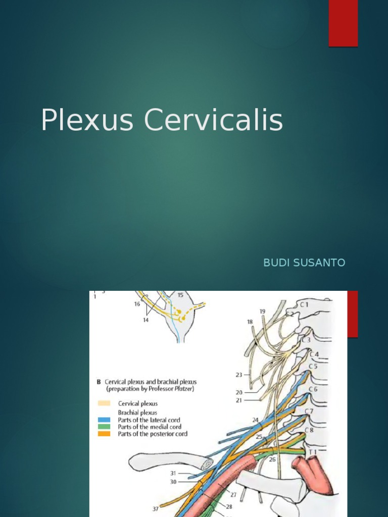 Plexus Cervicalis | PDF