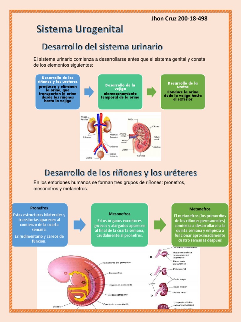Sistema Urogenitalpdfff | PDF | Vejiga urinaria | Biología del desarrollo