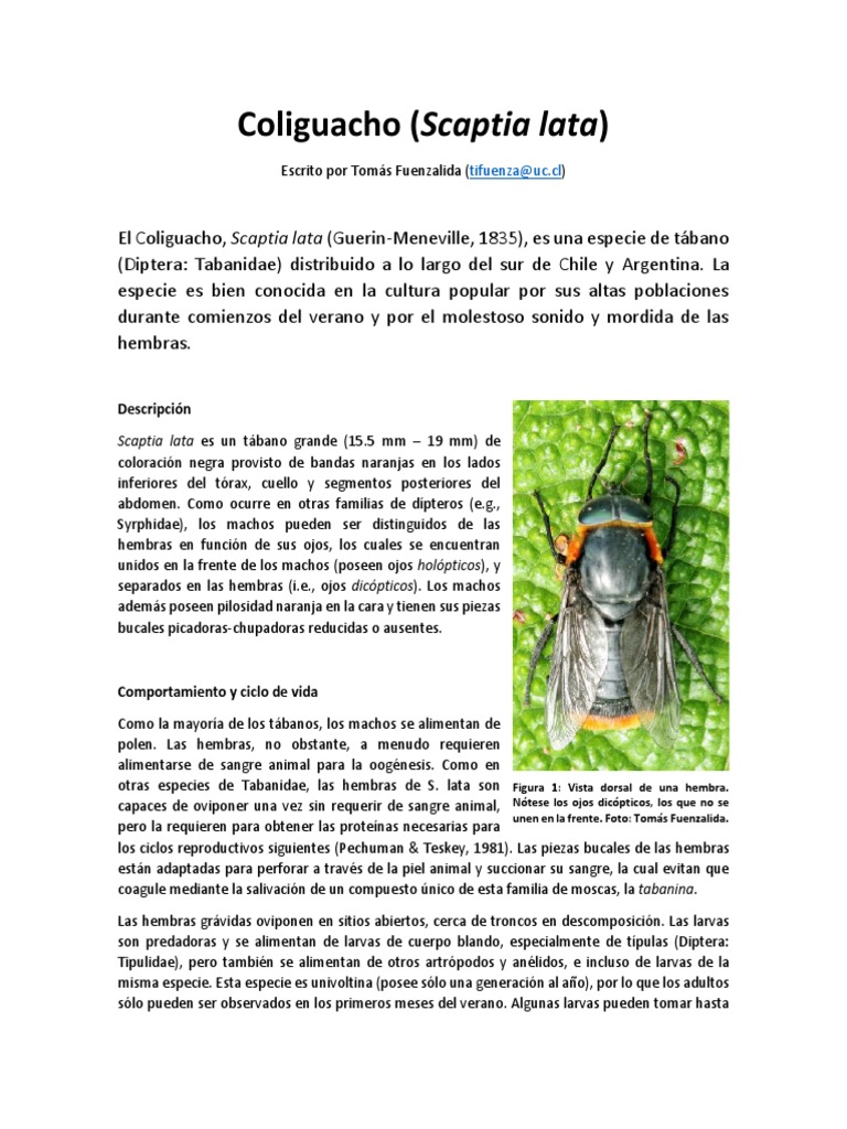 Scaptia Lata | PDF | Insectos | Insectos y humanos