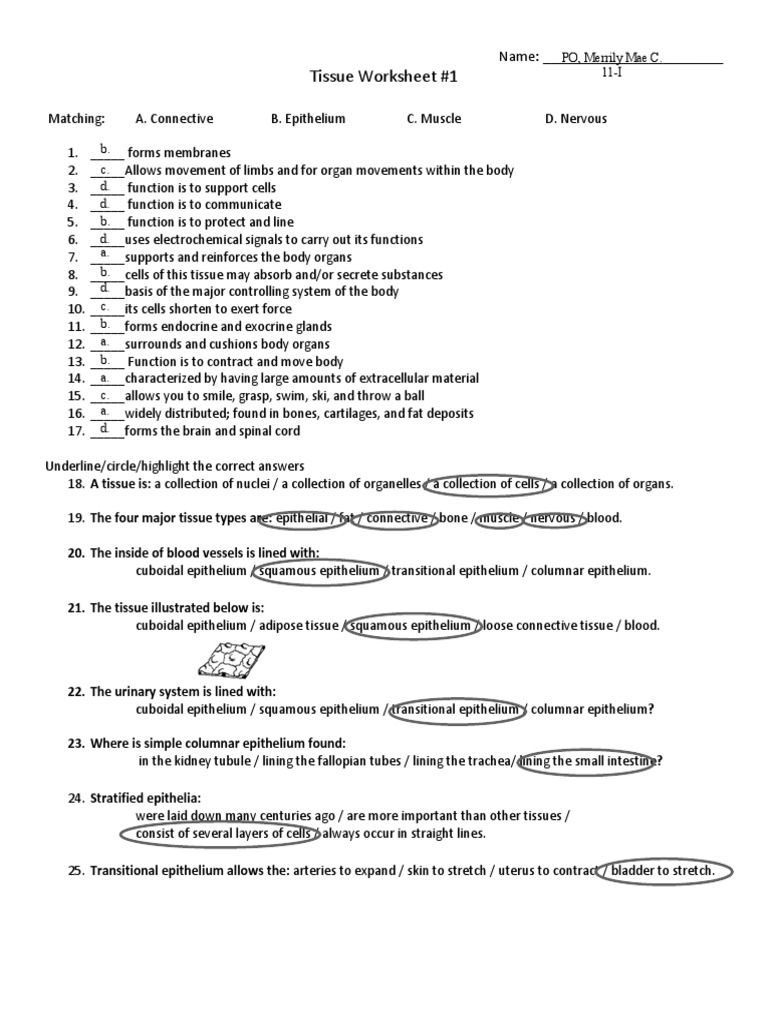 Tissue Worksheet #1: Name | PDF | Epithelium | Tissue (Biology)