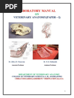Understanding the Horse's Stay Apparatus | PDF | Skeletal System | Joints