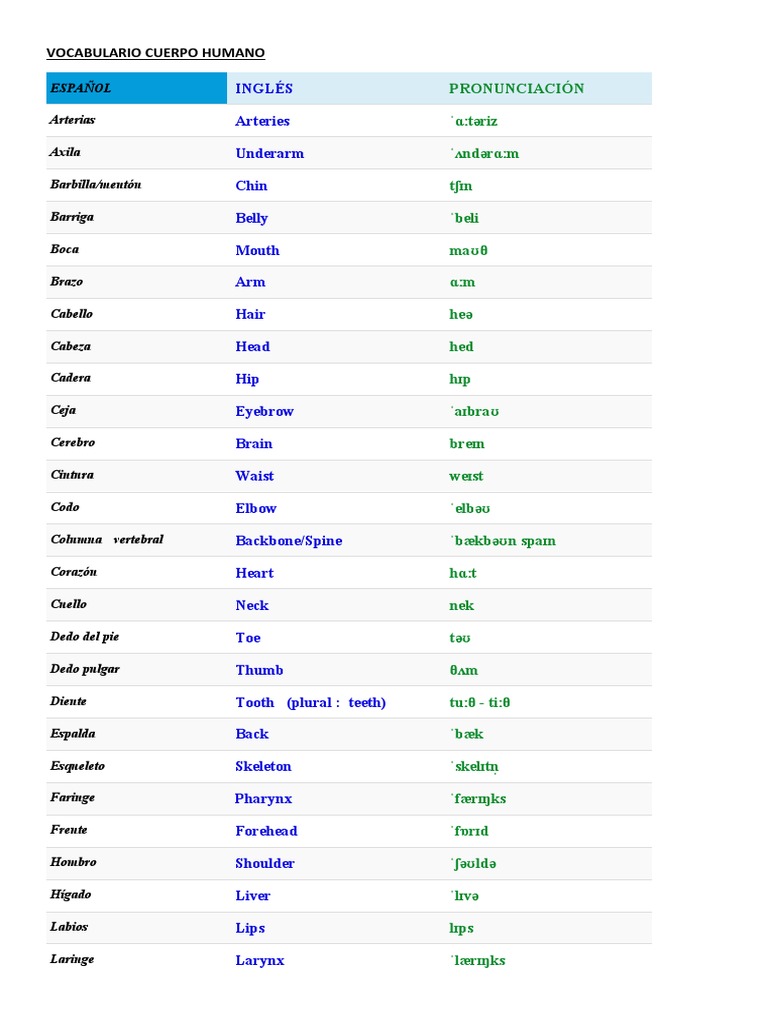 Vocabulario Cuerpo Humano Pdf Anatomía Humana Extremidades Anatomía