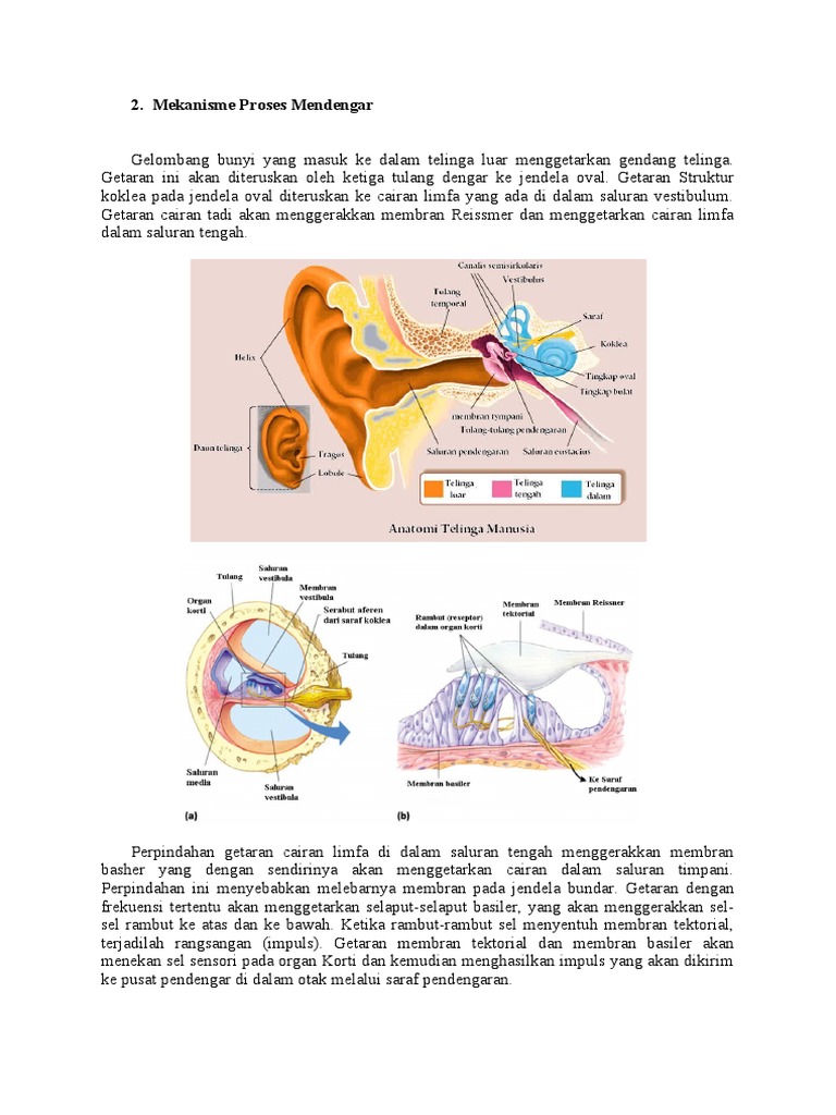 Mekanisme Pendengaran 2 | PDF