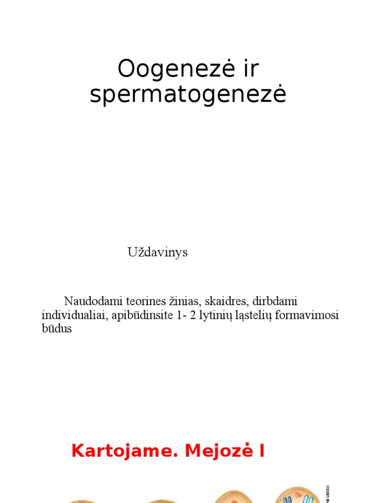 Oogeneze Ir Spermatogeneze | PDF