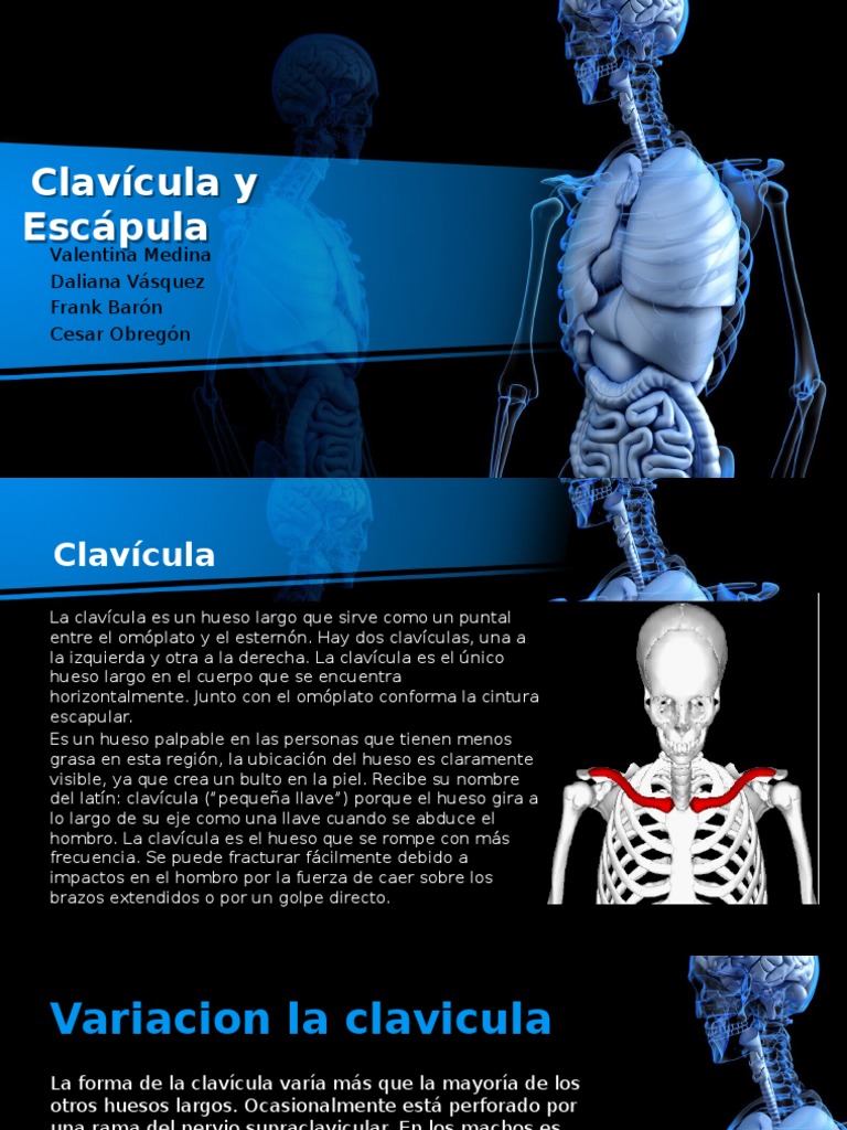Clavicula y Escapula | PDF | Anatomía humana | Anatomía