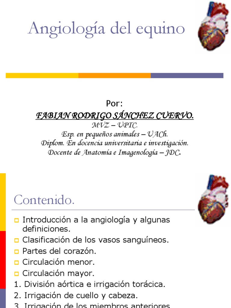 Angiología y Epicardio Equino | PDF | Corazón | Aorta