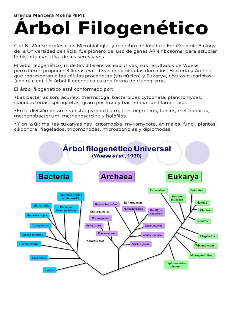 Árbol Filogenético | PDF | Archaea | Algas