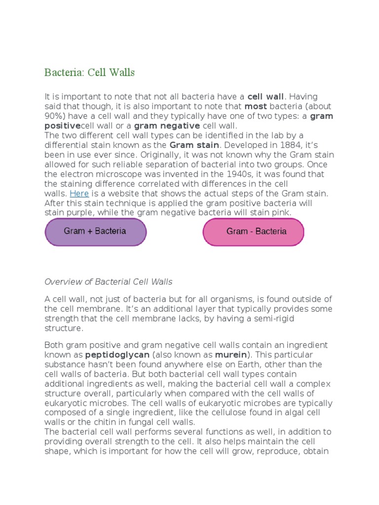 An In-Depth Exploration of Bacterial Cell Wall Structure, Composition ...