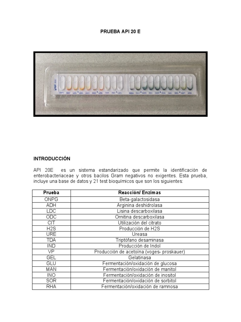 Prueba Rapid One y Api20e | PDF | Amarillo | Procariota