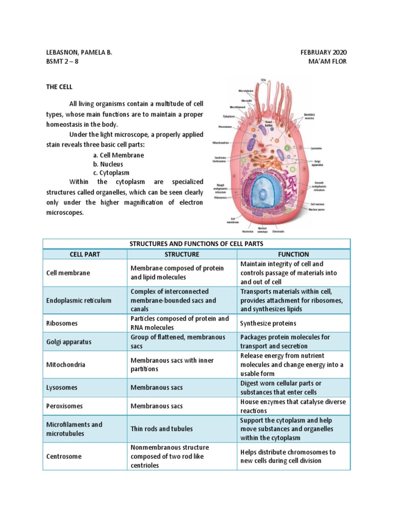 Histology Assignment | PDF | Epithelium | Microscope