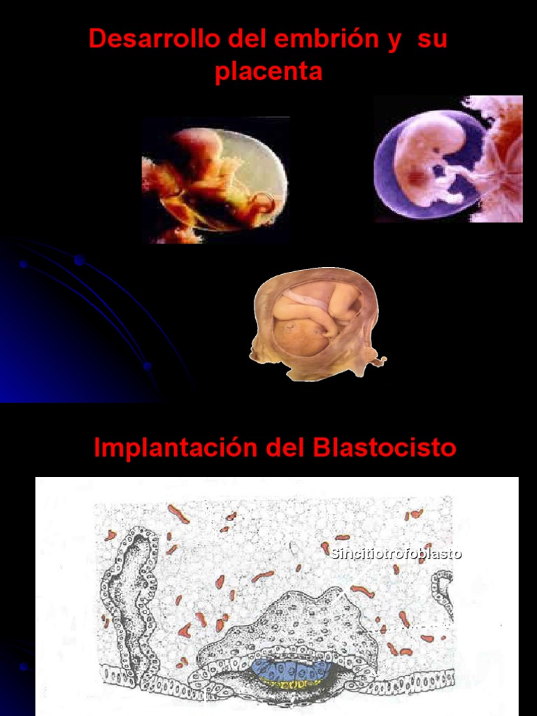 Desarrollo embrionario y placentario | PDF | Placenta | Feto