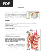 Región Axilar | PDF | Tórax | Angiología