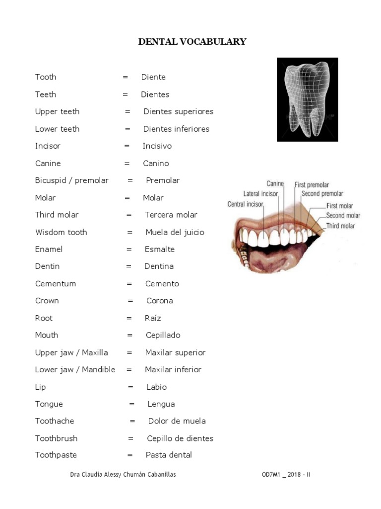 Dental Vocabulary: Dra Claudia Alessy Chumán Cabanillas OD7M1 - 2018 ...
